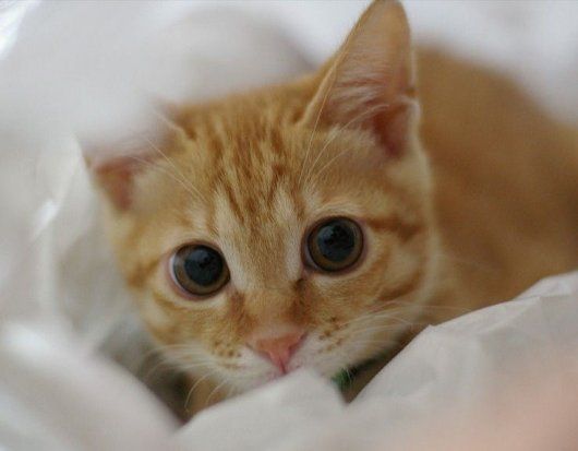 10 fotos de gatitos bebes tiernos en HD | IMAGENES, FRASES, POEMAS ...